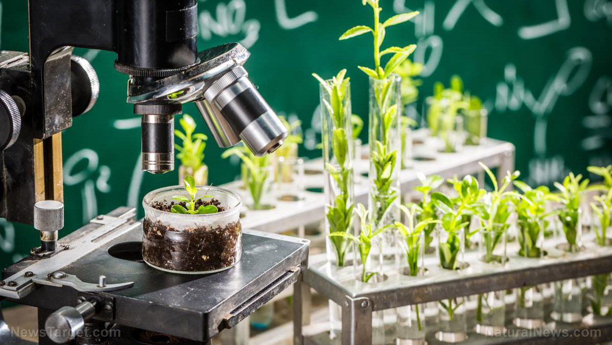 How Do Plants Know When It Floods Recent Research Reveals How Plants How Do Plants Know When It Floods Recent Research Reveals How Plants